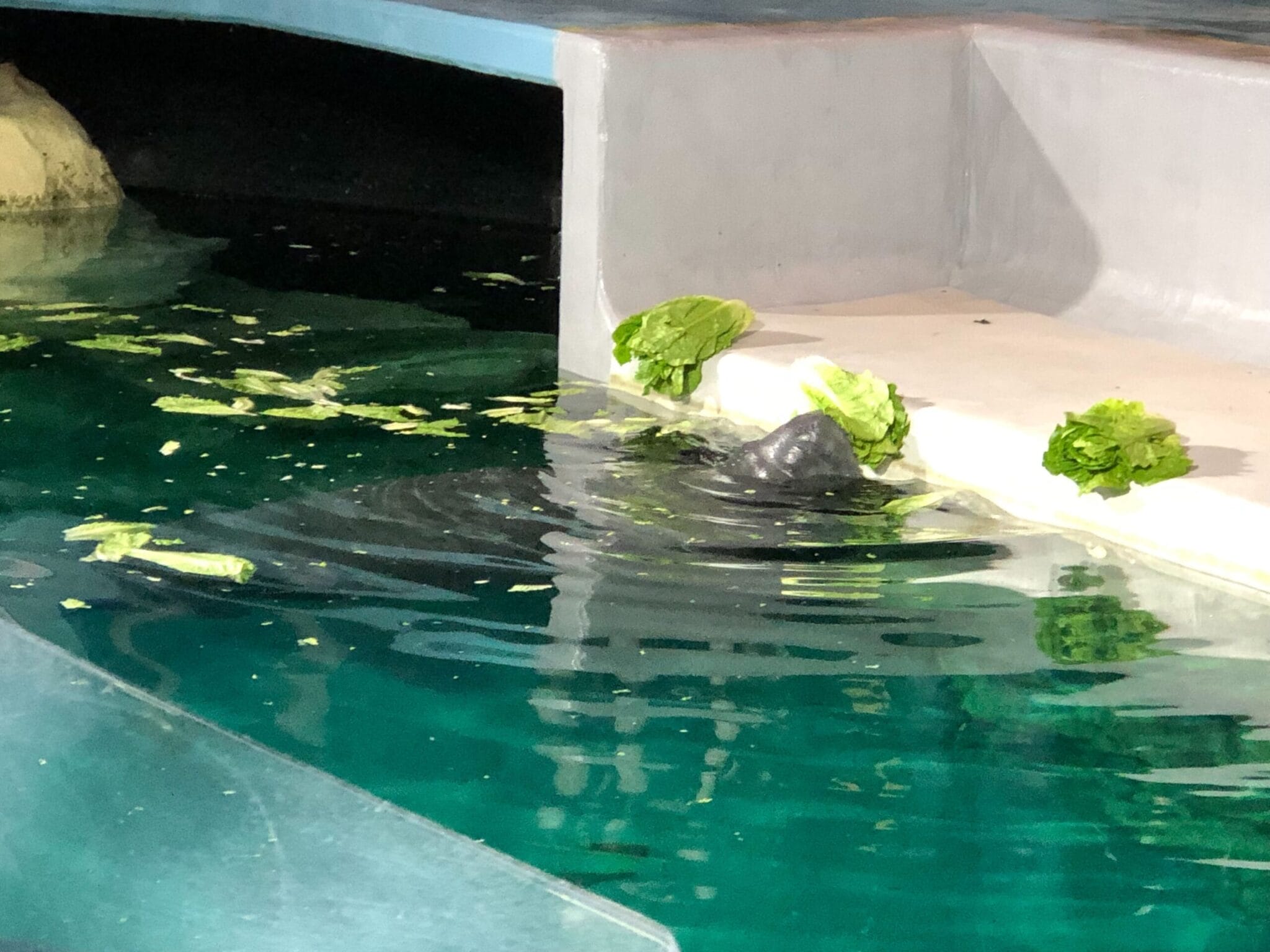 Baby Manatee Soleil Arrives in The Seas Pavilion at EPCOT - Disney by Mark