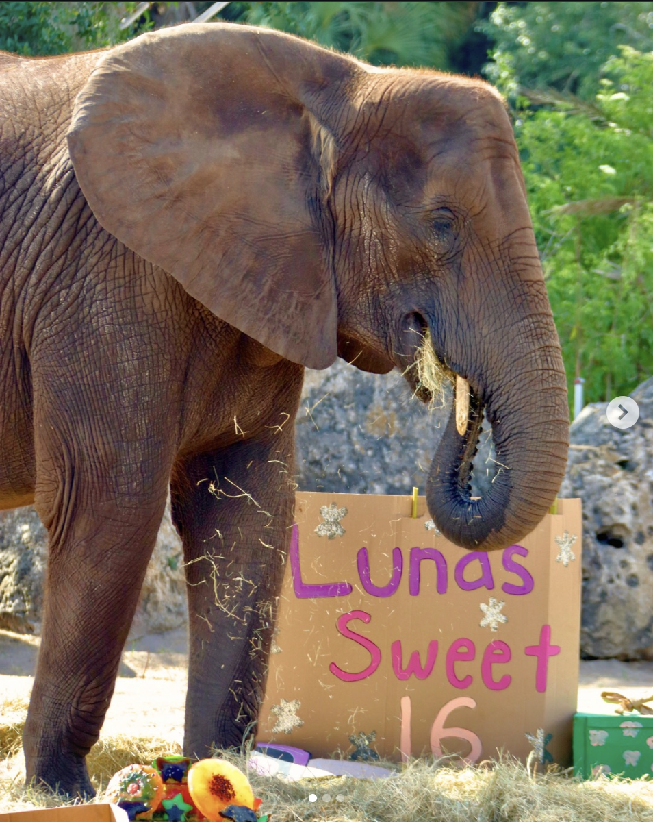 Luna the Elephant Celebrates Sweet 16 at Disney’s Animal Kingdom - WDW ...