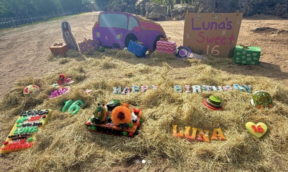 Luna the Elephant Celebrates Sweet 16 at Disney’s Animal Kingdom - WDW ...