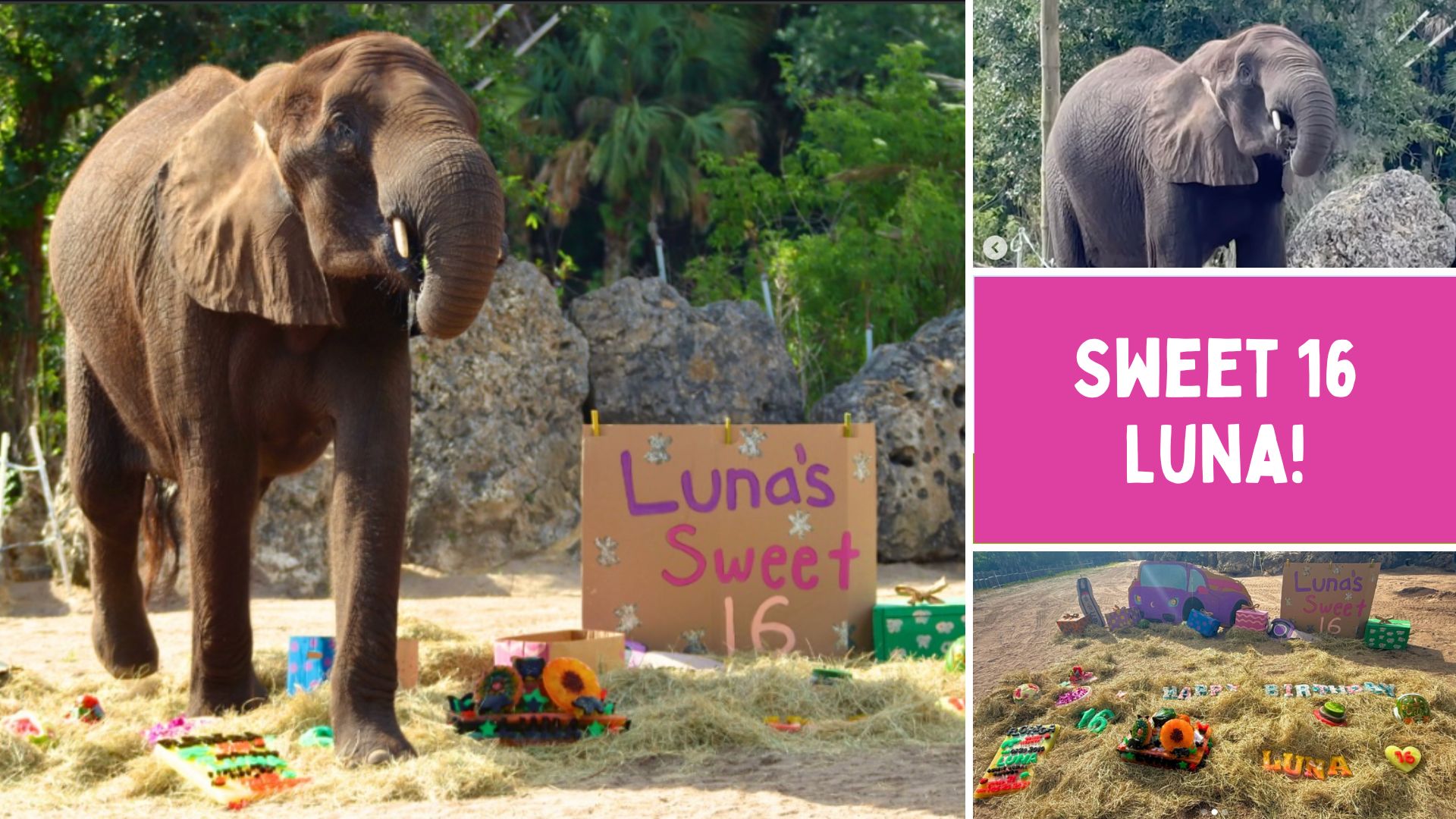 Luna the Elephant Celebrates Sweet 16 at Disney’s Animal Kingdom - WDW ...