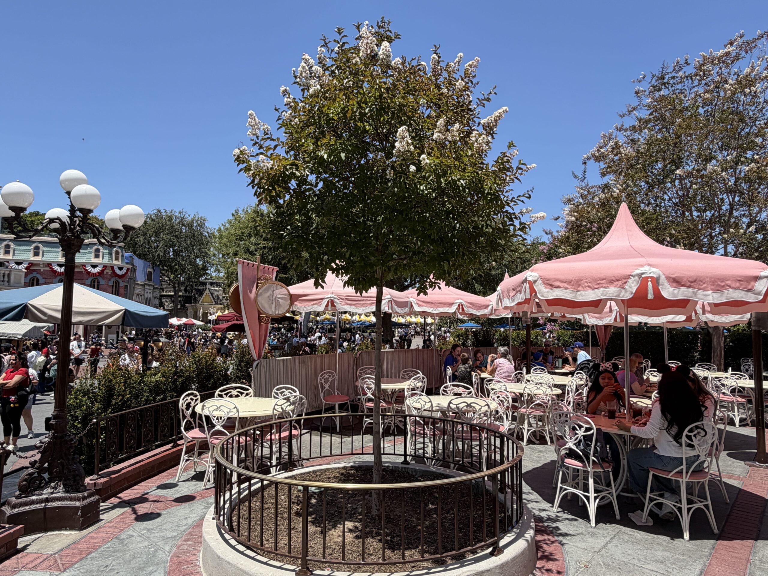 Tree Replaced Outside of Disneyland's Plaza Inn Restaurant - WDW News Today