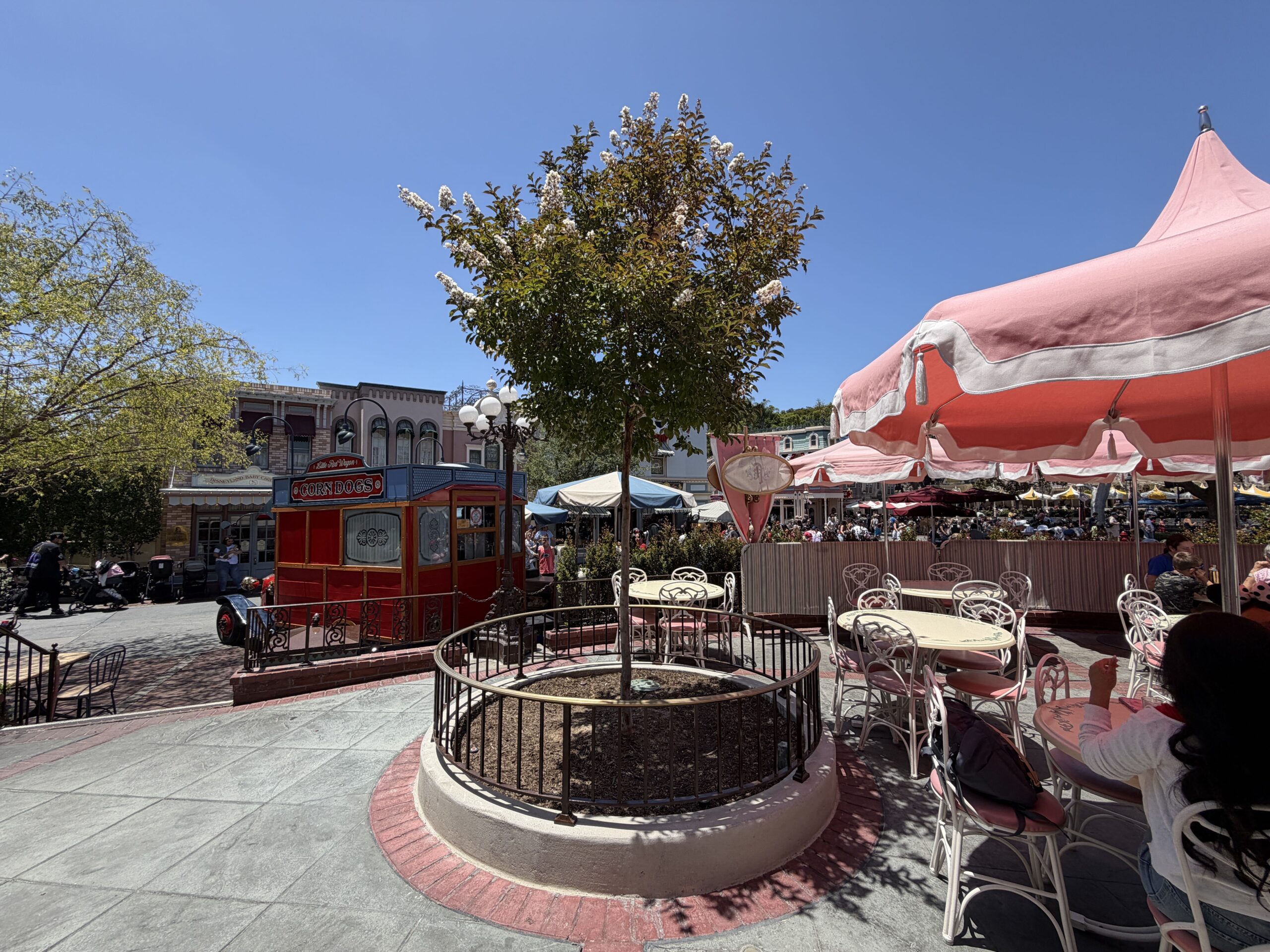 Tree Replaced Outside of Disneyland's Plaza Inn Restaurant - WDW News Today