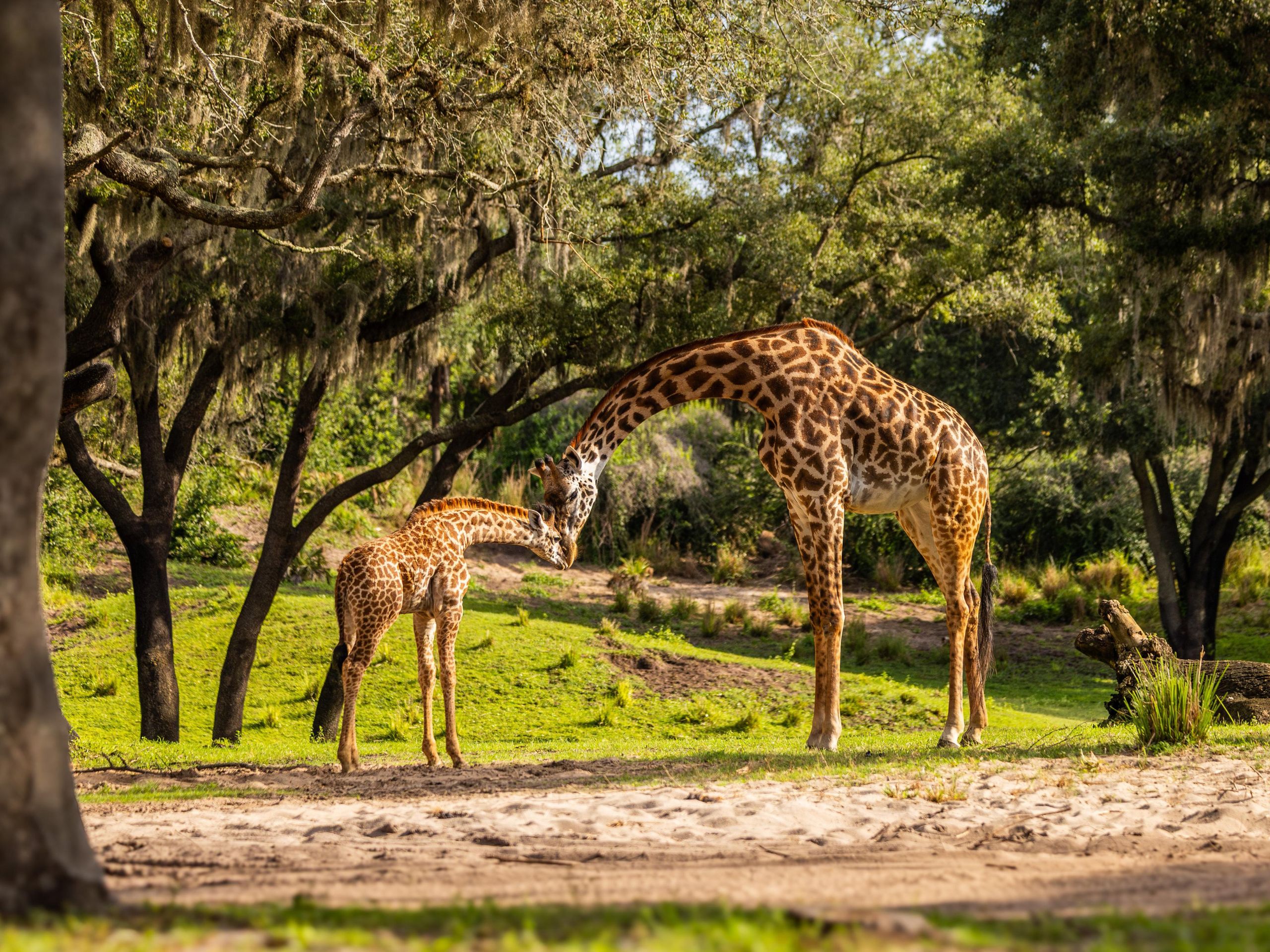 PHOTOS, VIDEO: Ivy the Baby Giraffe Arrives at Kilimanjaro Safaris in ...