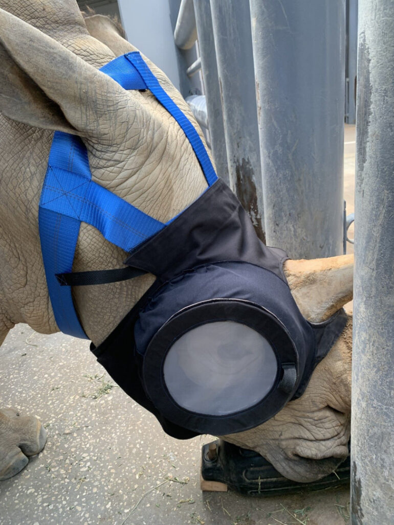 Disney Veterinarians Remove Cataract in Kendi, the White Rhino at ...